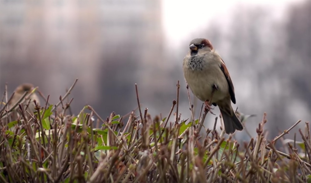 Channel Glass Lamberts® Houdini™ | Bendheim Wall Systems Inc.